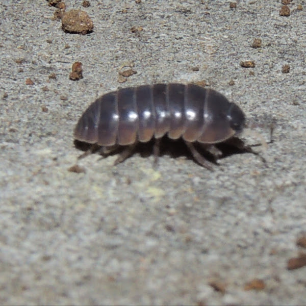 Pill bug | Project Noah
