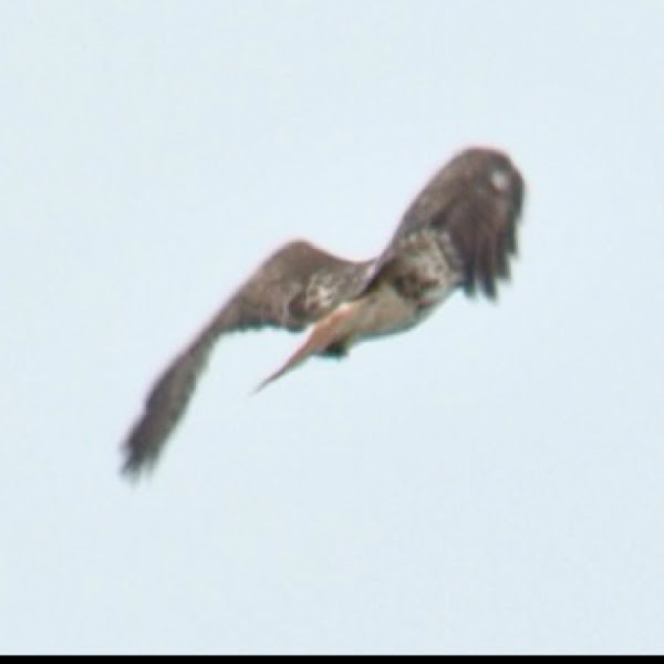 Red-tailed Hawk | Project Noah