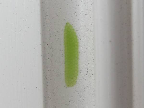 Omnivorous Looper moth with eggs | Project Noah