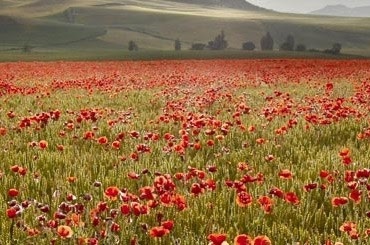 In Flanders Fields - Canadian Heritage — Google Arts & Culture