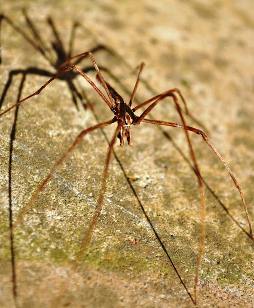 Common Net-Casting Spider | Project Noah