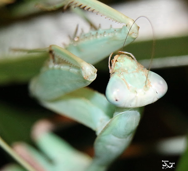 Giant Asian mantis | Project Noah