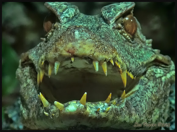 Cuvier’s Dwarf Caiman | Project Noah