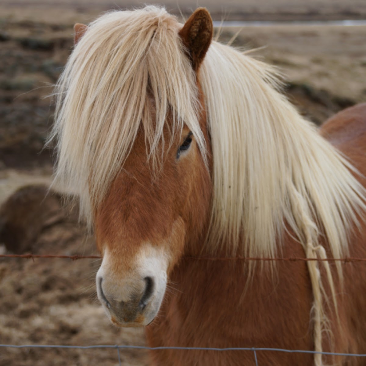 Icelandic Horse | Project Noah