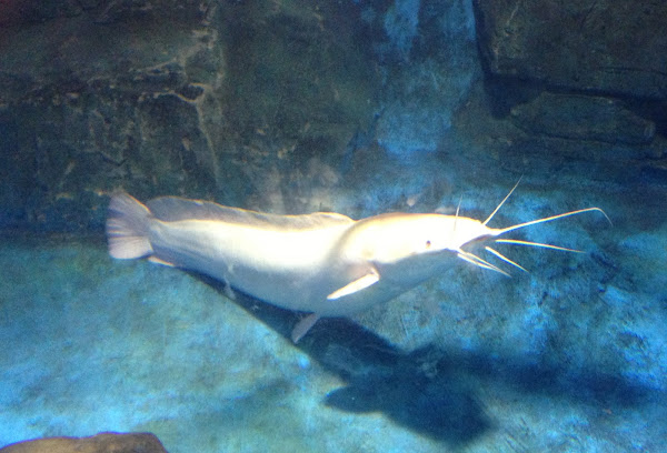 Walking Catfish | Project Noah