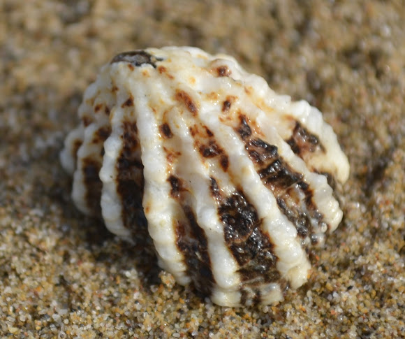 Rough Limpet | Project Noah