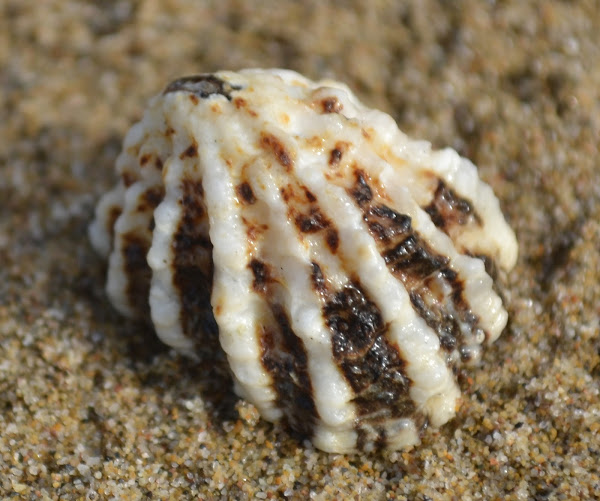 Rough Limpet | Project Noah