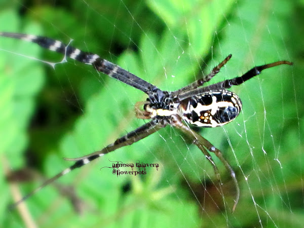 Argiope Writing Spider ♀ | Project Noah
