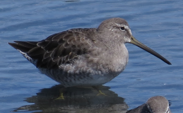 Long-Billed Dowitcher | Project Noah