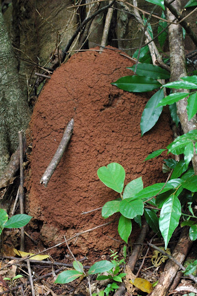 Termite mound | Project Noah
