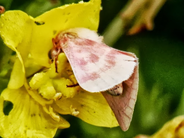 Primrose Moth | Project Noah