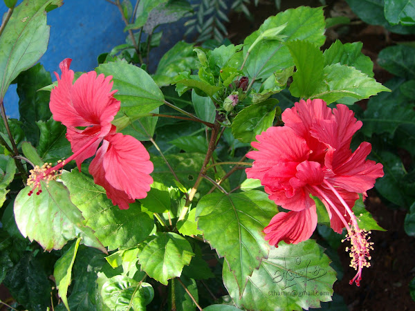 Hibiscus,செம்பருத்தி(Semparuthi) | Project Noah