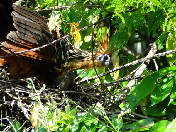 Hoatzin nest and chicks | Project Noah