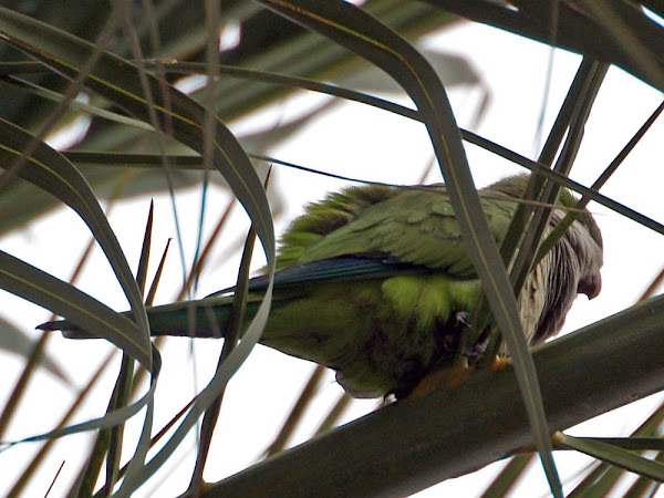 Monk Parakeet | Project Noah