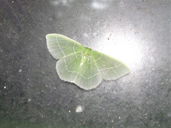 White-fringed Emerald | Project Noah