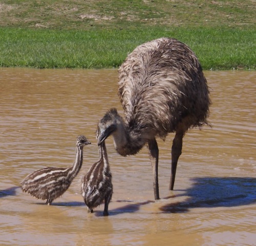 Emu Chicks | Project Noah