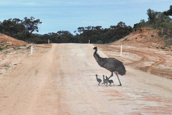 Emu and Babies | Project Noah
