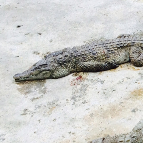 Philippine crocodile | Project Noah