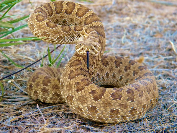 Prairie Rattlesnake | Project Noah