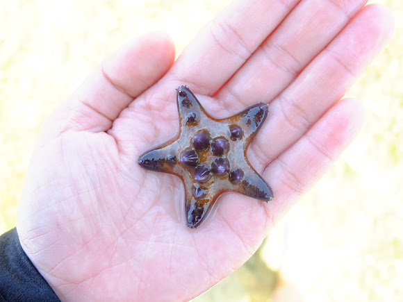 Chocolate Chip Sea Star | Project Noah