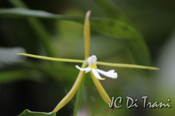 Night Scented Orchid | Project Noah