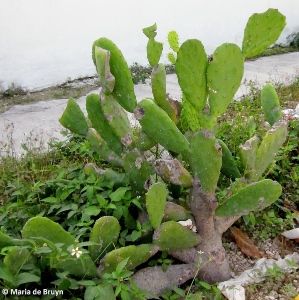 Paddle cactus | Project Noah