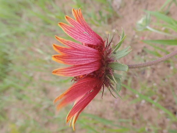 Firewheel or Blanket Flower | Project Noah