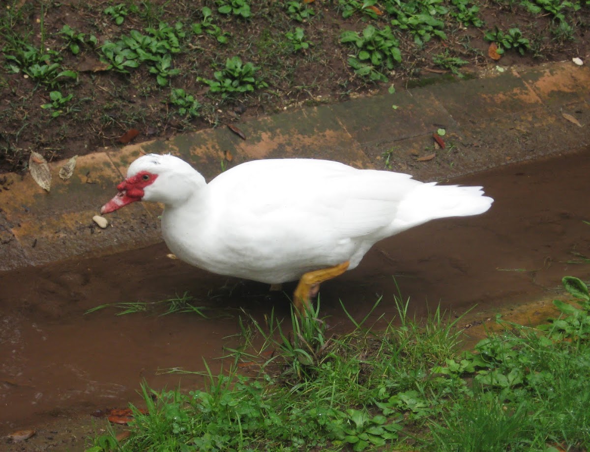 Cairina moschata. Muscovy duck. Pato mudo | Project Noah