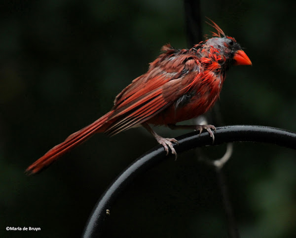 Northern cardinal, male molting | Project Noah