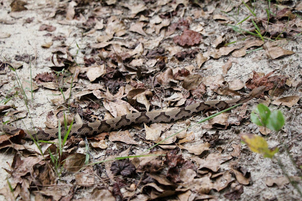 Copperhead | Project Noah