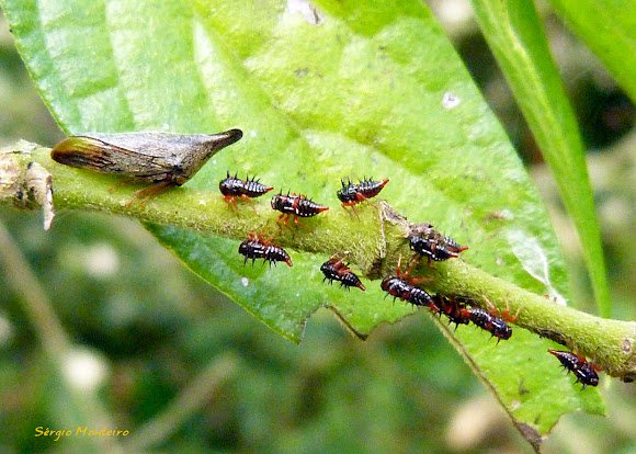 Adult treehopper with nymphs | Project Noah