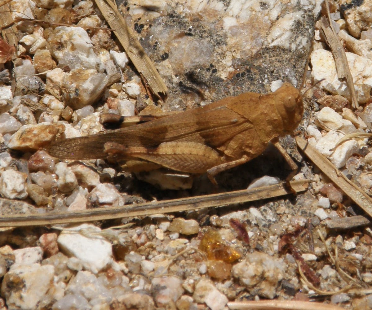 Grasshopper | Project Noah