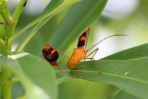 Leaf-footed Bug | Project Noah