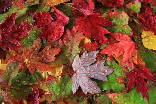 Photo Contest: LEAF/LEAVES challenge | Pixoto
