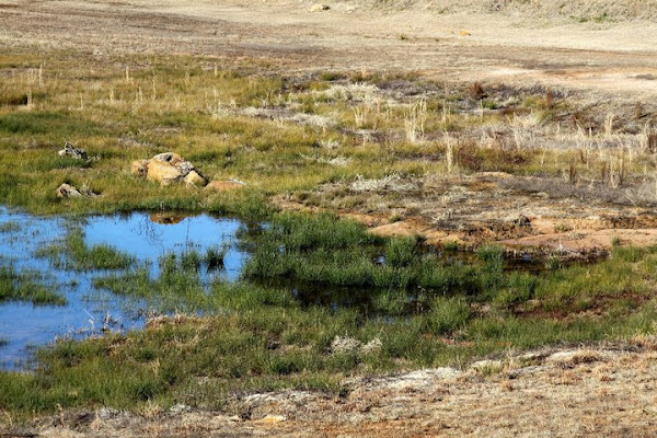 Pond algae | Project Noah