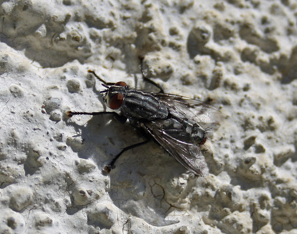 Flesh-fly | Project Noah