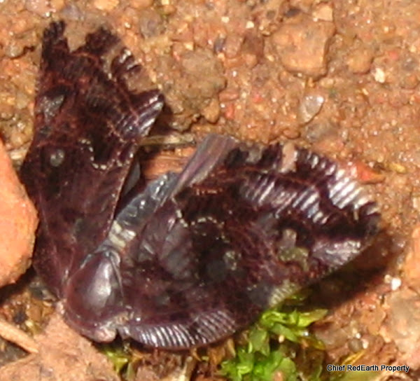 Ricaniid Planthopper. | Project Noah