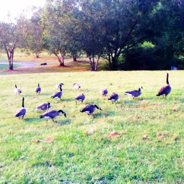 Canada geese | Project Noah