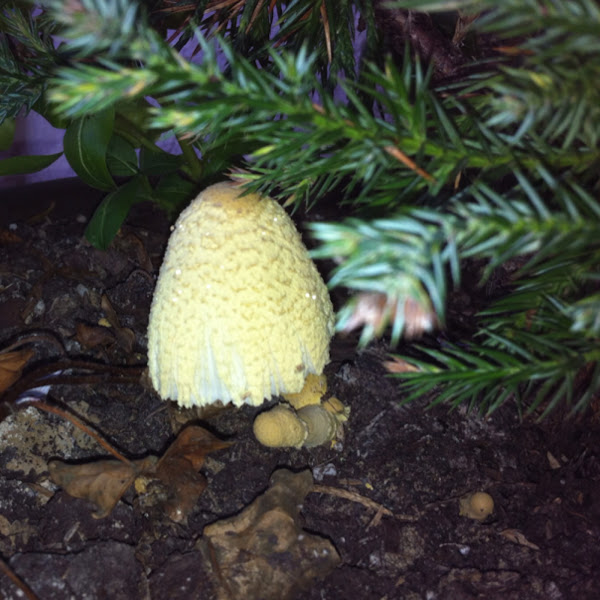 Flowerpot parasol and also plantpot dapperling | Project Noah