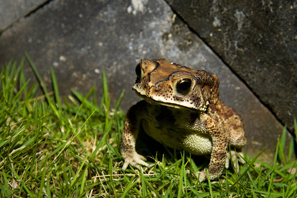 Crested Toad | Project Noah