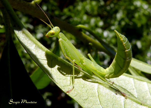Louva-Deus (Praying Mantis) | Project Noah