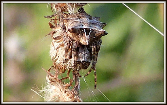 Star-bellied Orb Weaver Spider | Project Noah