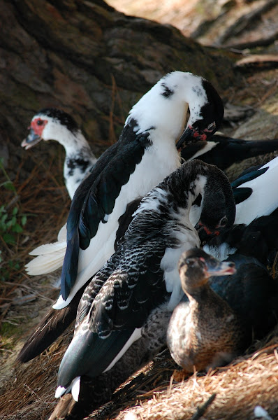 (Juvenile) Muscovy | Project Noah