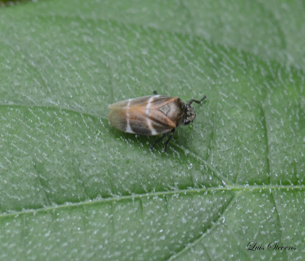 Spittlebug | Project Noah