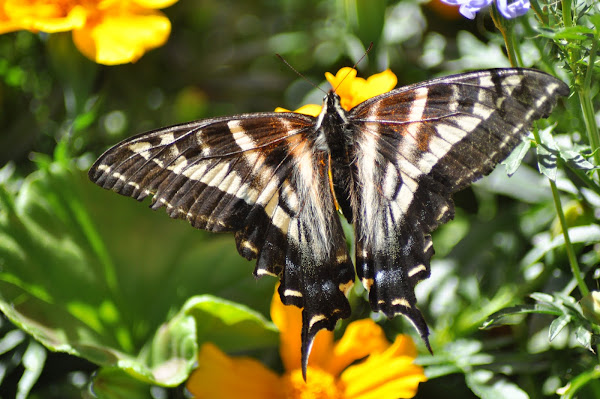 Pale Tiger Swallowtail | Project Noah