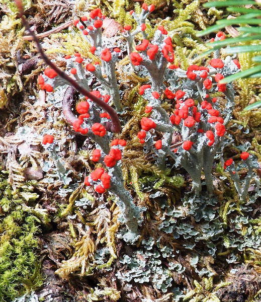 red-capped British soldiers lichens | Project Noah