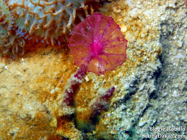 Puffball Sponge | Project Noah