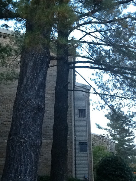 White Pine | Project Noah