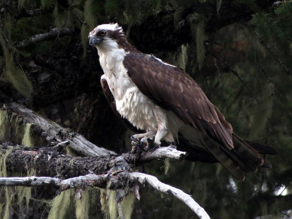 Osprey (eating a fish) | Project Noah