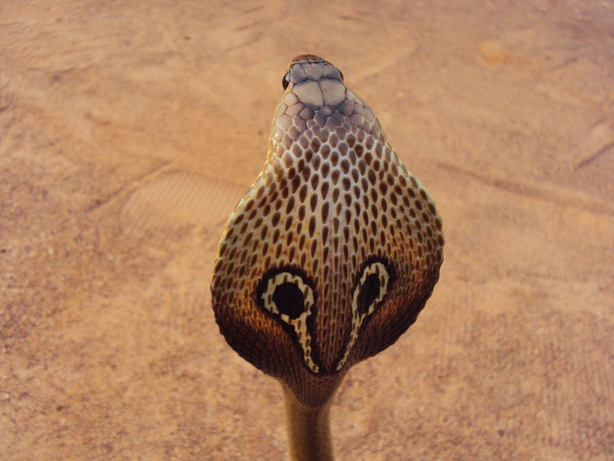 Spectacled cobra | Project Noah